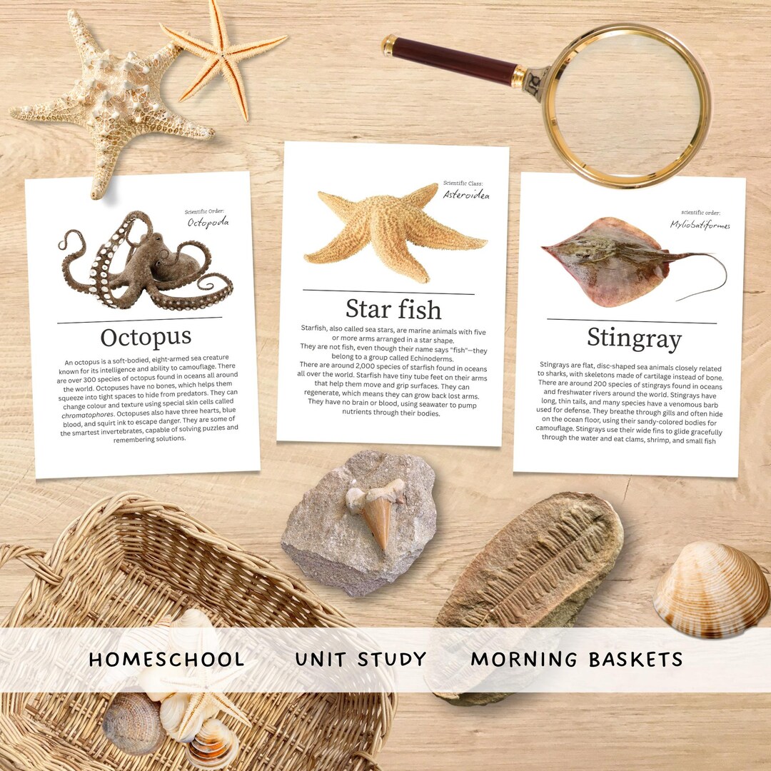 Montessori Ocean Animal Fact Cards and Puzzles | Vintage Sea Life ...