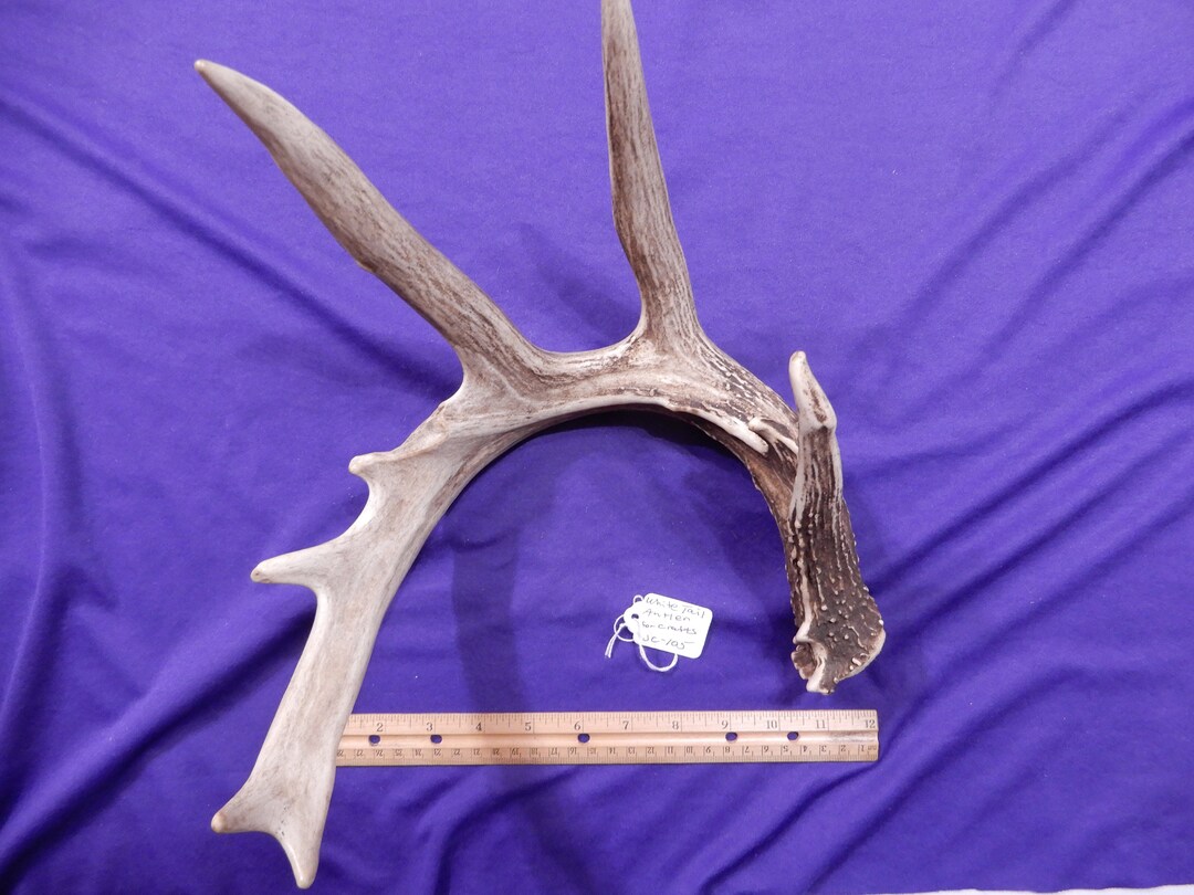 1 Piece Extra Extra Large White Tail Antler, 3+ Point for Crafts ...
