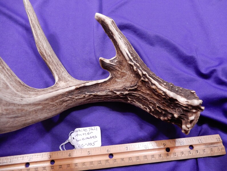 1 Piece Extra Extra Large White Tail Antler 3 Point for - Etsy