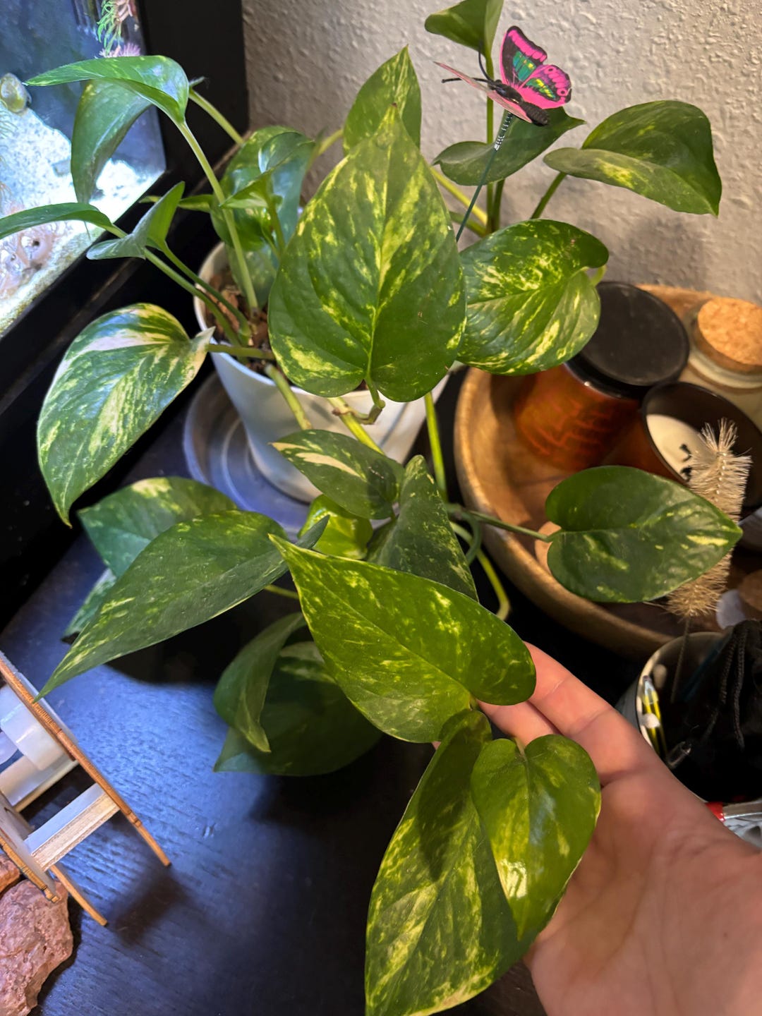 LIVE PLANT CUTTING Golden Pothos - Vining Indoor Houseplant, Plant ...