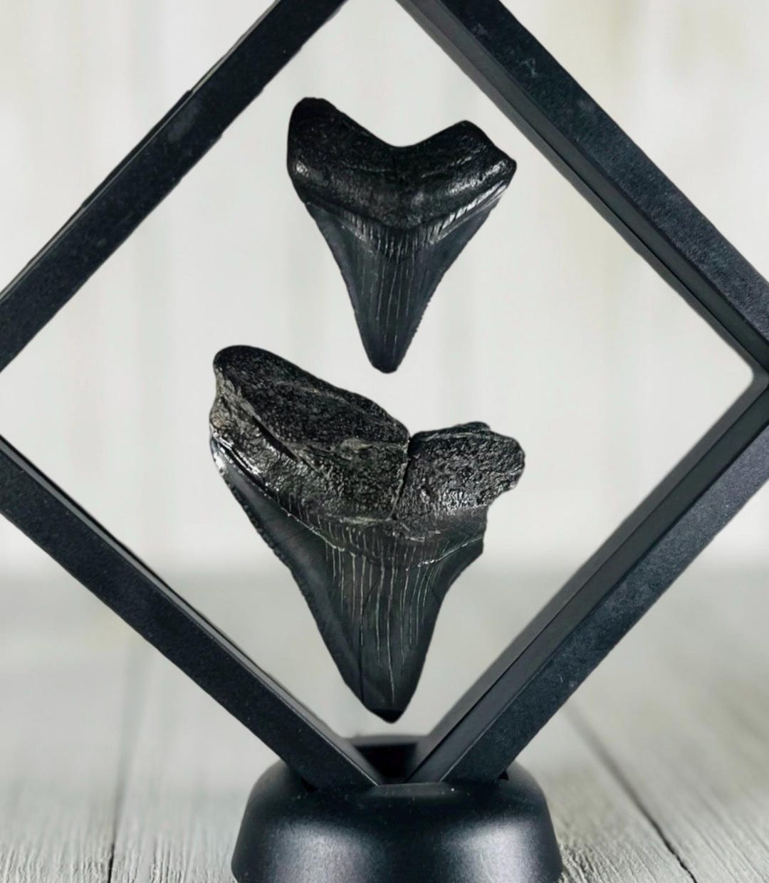 Megalodon Teeth 2 Piece Set - Floating Display - Awesome Multi-colored ...