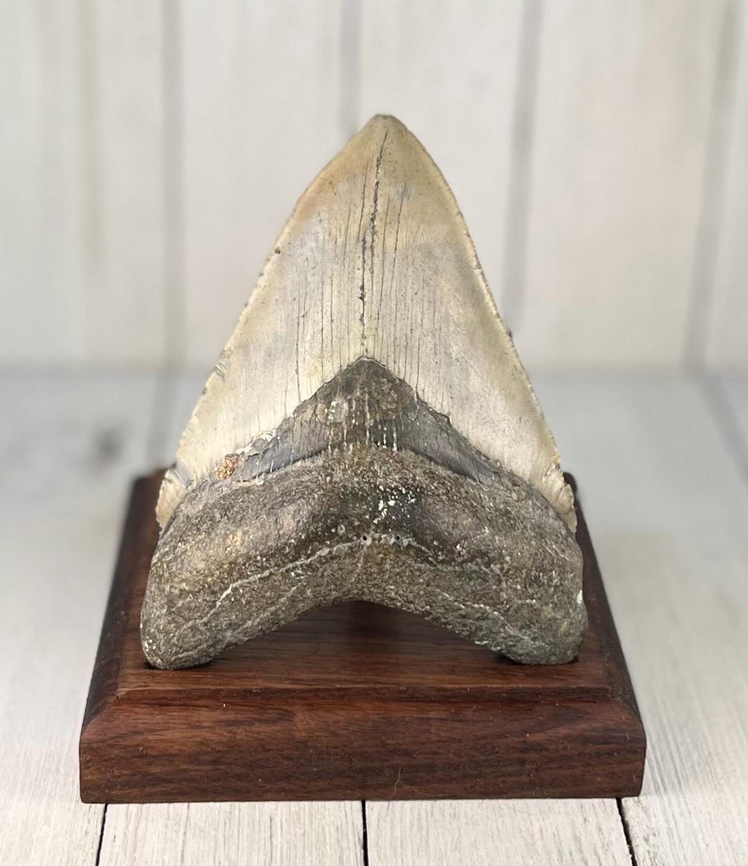 Large Megalodon Shark Tooth Fossil – 4.36” Authentic Prehistoric Shark ...