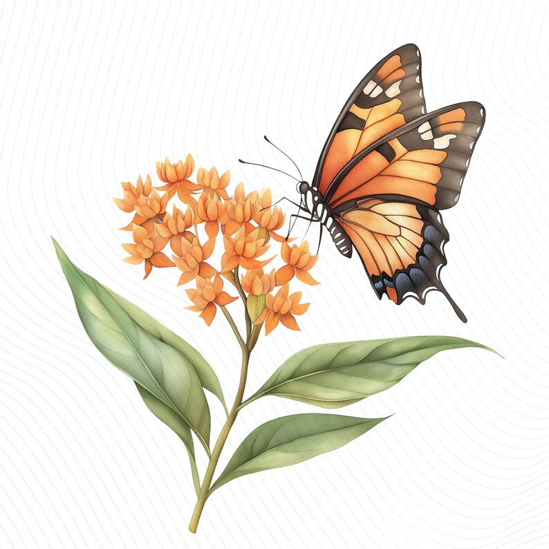 Watercolor Monarch Butterfly Clipart, Floral Butterfly PNG, Printable ...