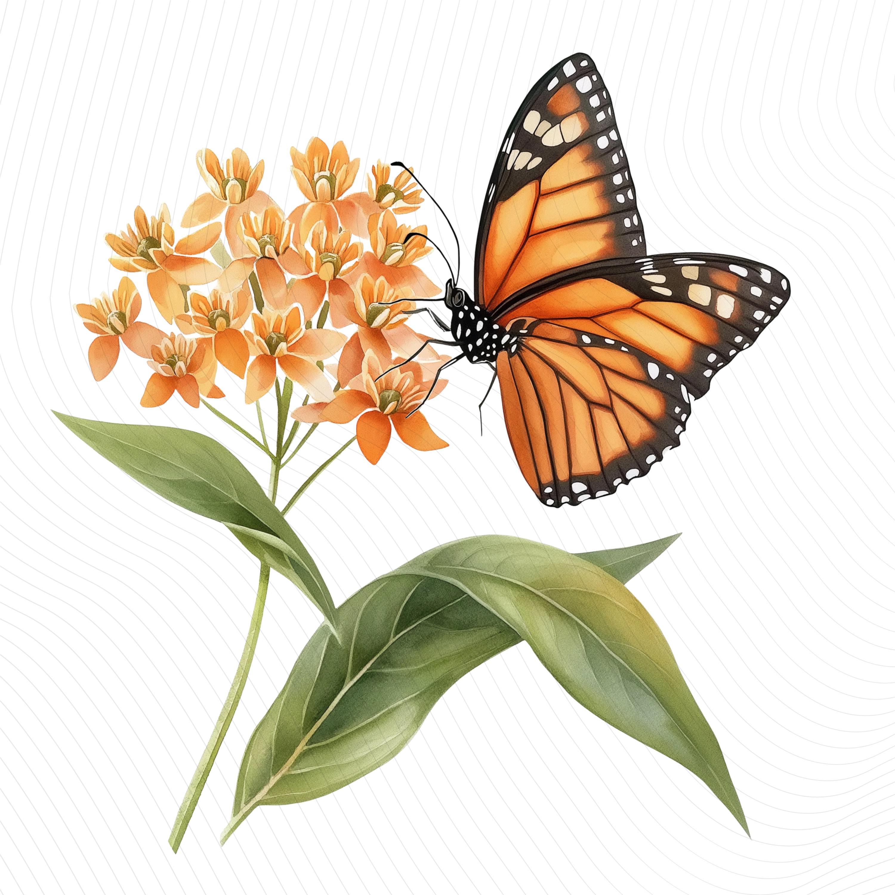 Watercolor Monarch Butterfly Clipart, Floral Butterfly PNG, Printable ...