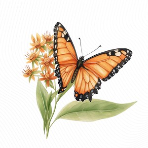 Watercolor Monarch Butterfly Clipart, Floral Butterfly PNG, Printable ...