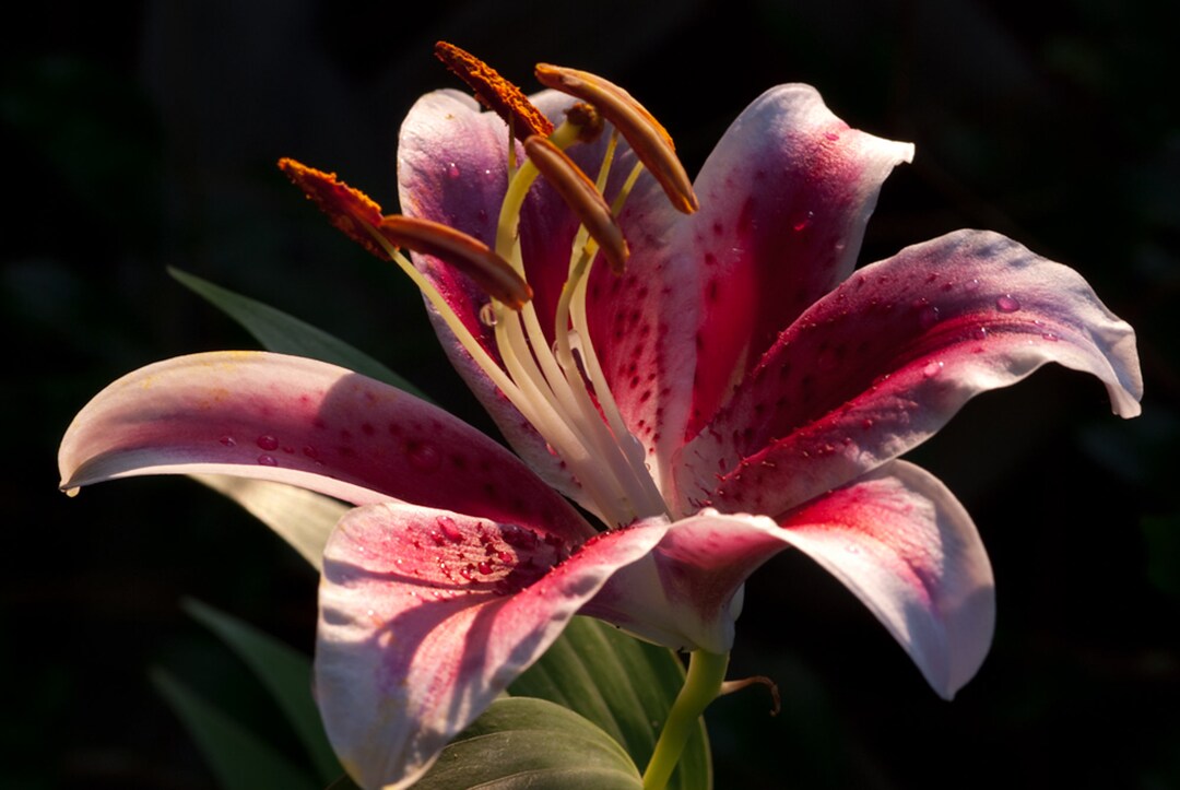 Stargazer Lily Print Flower Wall Art Print Bathroom Wall Art Bathroom ...