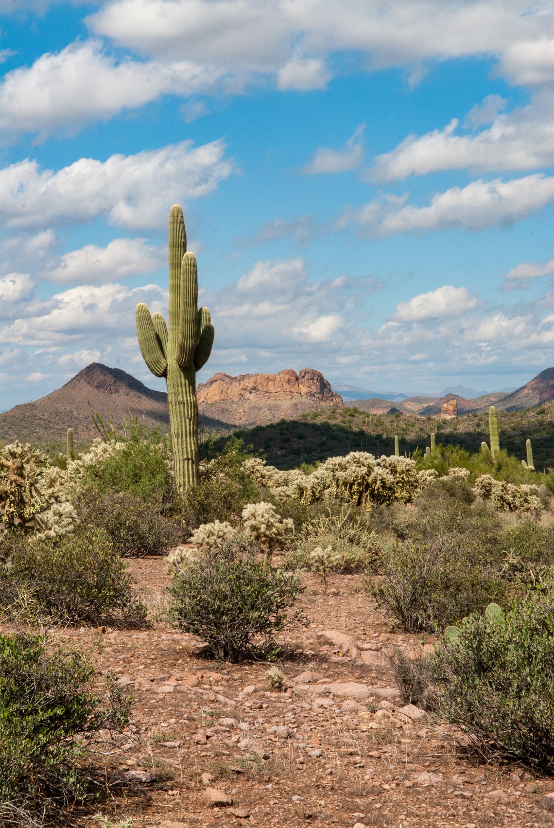 Arizona Desert Photo: Mesa Landscape Cactus Art Print - Etsy