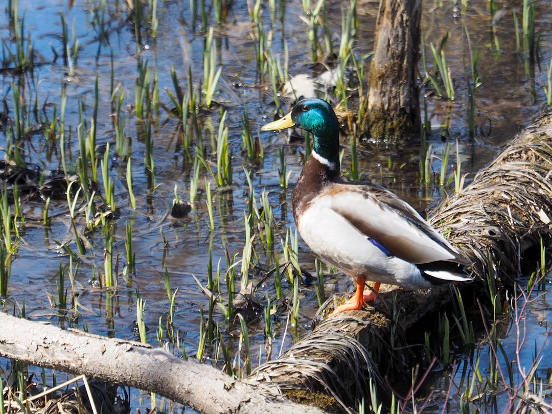 Mallard Print Duck Photo Wildlife Photography Woodland Room Decor ...