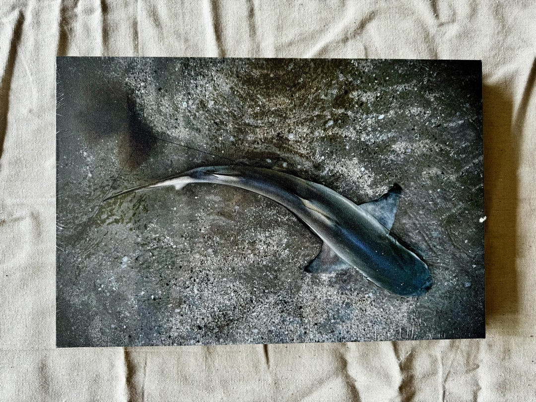Shark on the Line on the Beach in Port Aransas. Photograph on 12”x18 ...