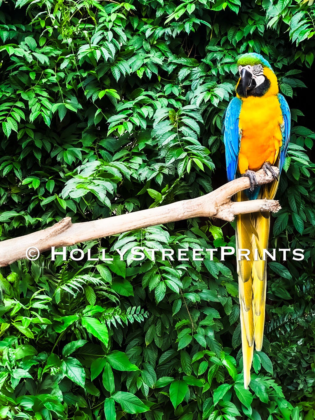 Macaw in South Florida Animal Sanctuary, Teal, Orange and Yellow Parrot ...