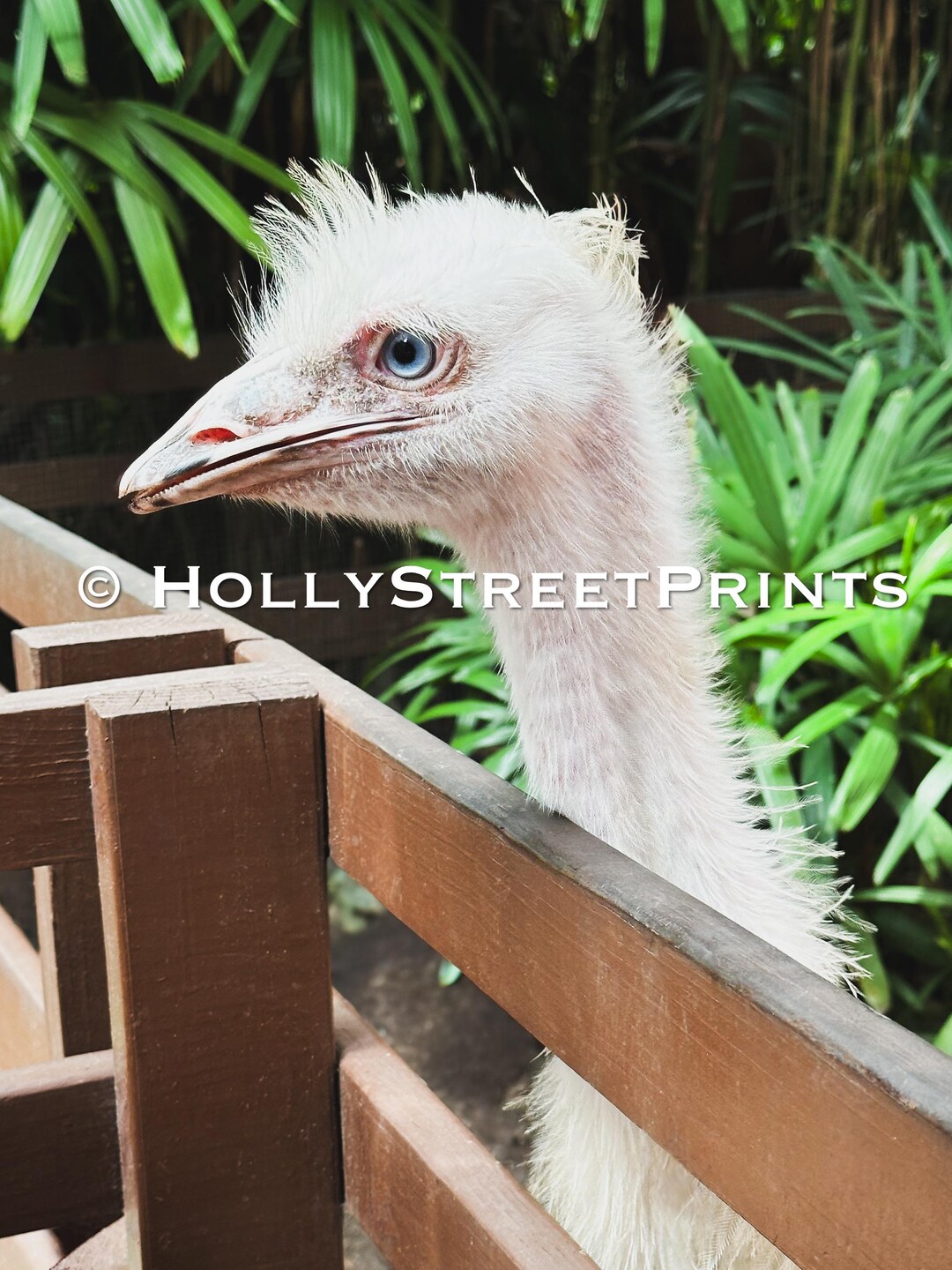 White Emu With Blue Eyes Near Fence With Greenery, Digital Download - Etsy