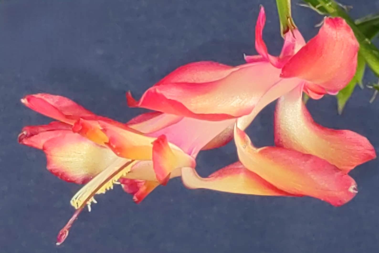 SAMBA BRAZIL Rooted Starter Plant - Thanksgiving Cactus - 1 (ONE ...