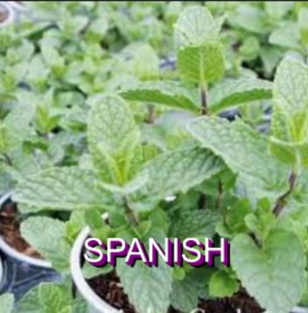 Spanish Mint - Rooted Starter Plant(s) Ready to Pot - Etsy