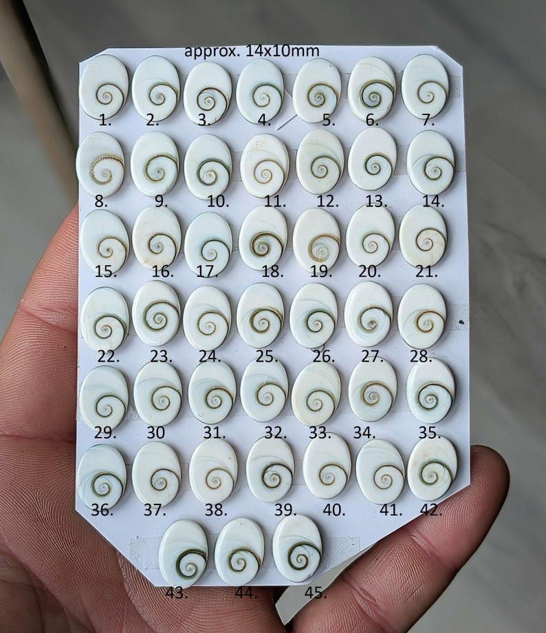 1 Piece Shiva Eye, Operculum Shell 14 X 10mm Flat Back Gemstone ...