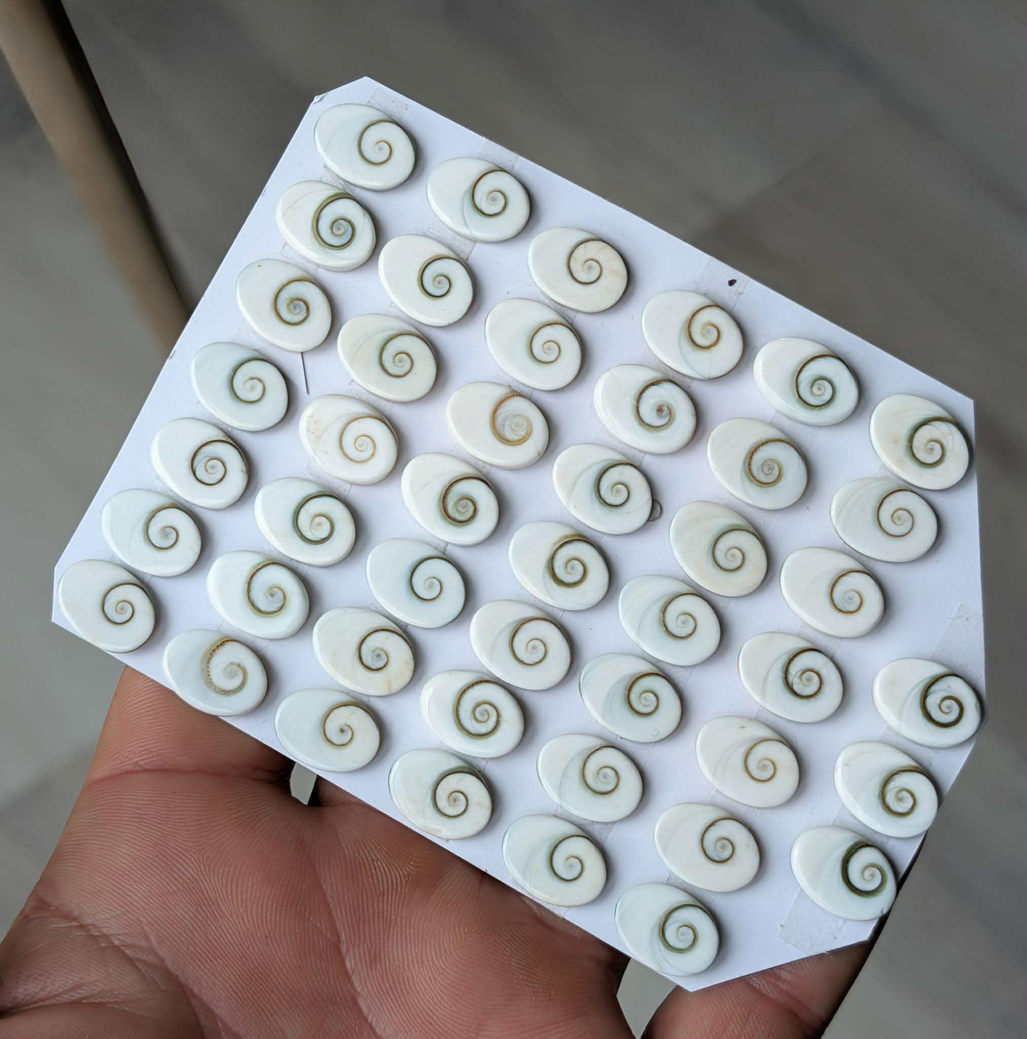 1 Piece Shiva Eye, Operculum Shell 14 X 10mm Flat Back Gemstone ...