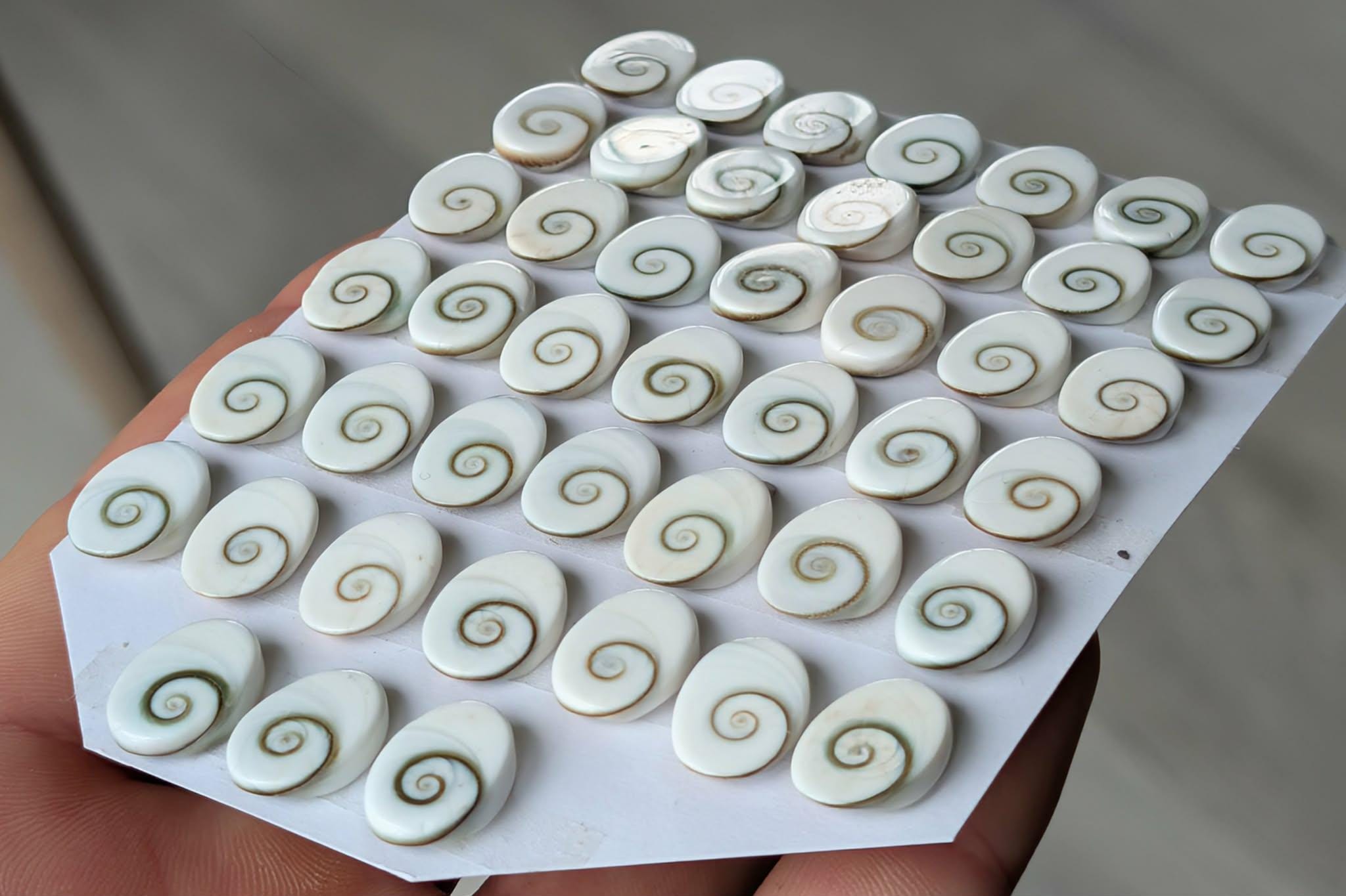 1 Piece Shiva Eye, Operculum Shell 14 X 10mm Flat Back Gemstone ...
