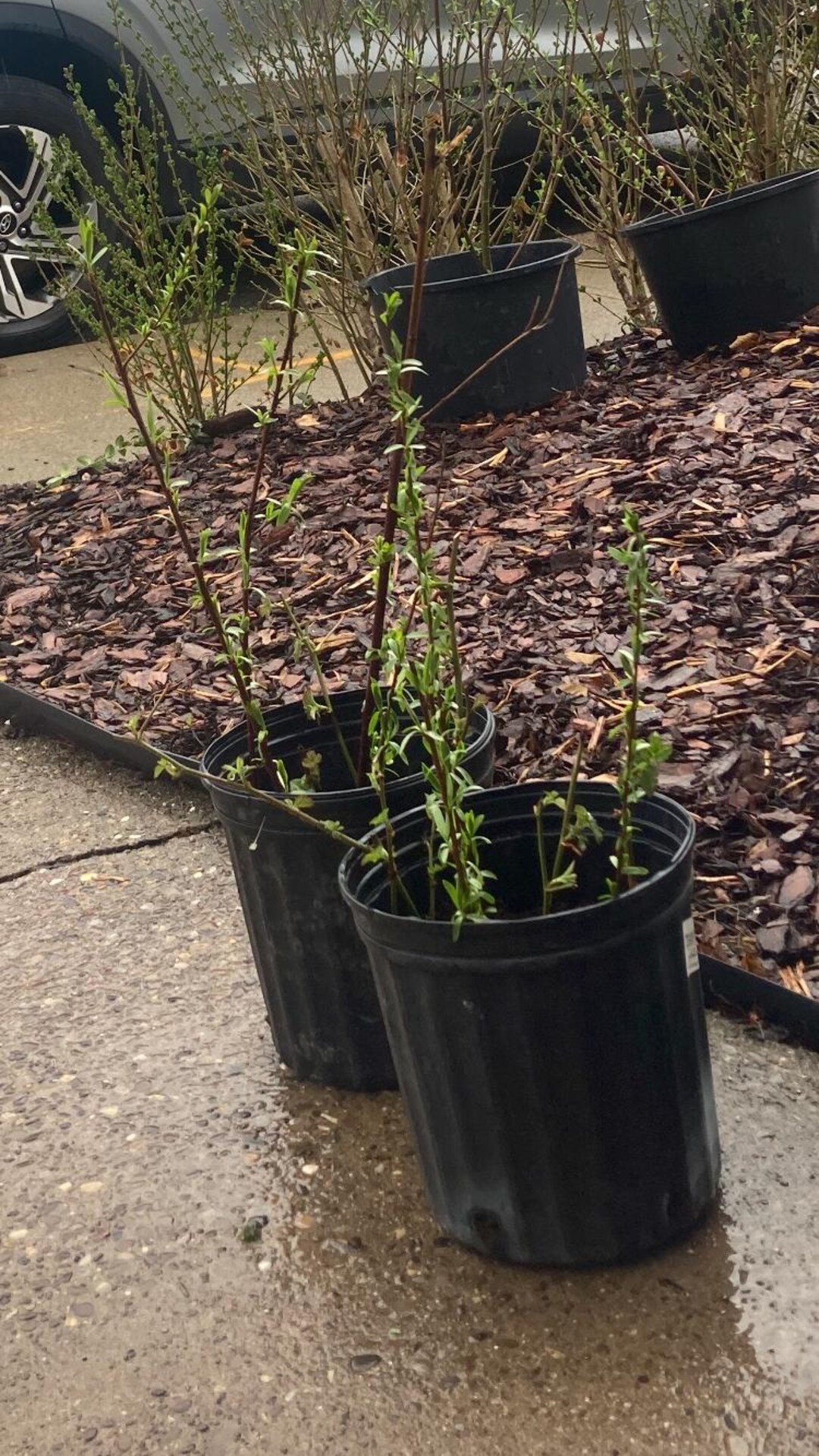 Salix Alba Plant Bare Root (white Willow) - Etsy