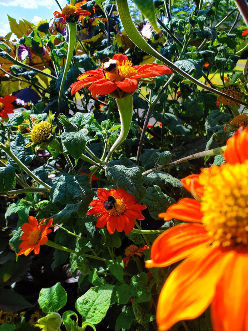 Nature, Plants, Topical, Dublin, Botanic Garden, Art, Screensaver ...