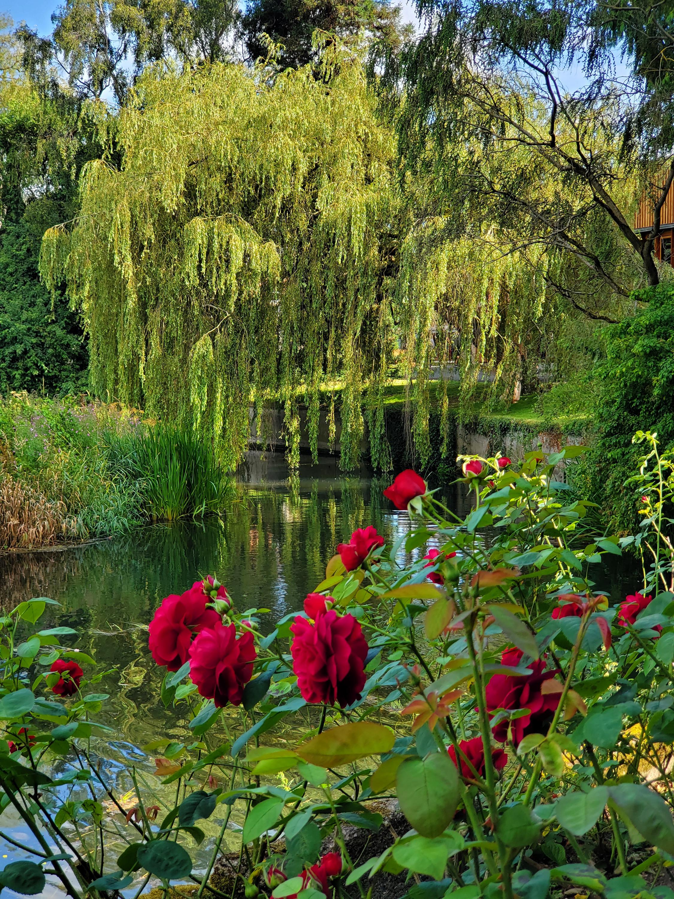 Nature, Plants, Topical, Dublin, Botanic Garden, Art, Screensaver ...