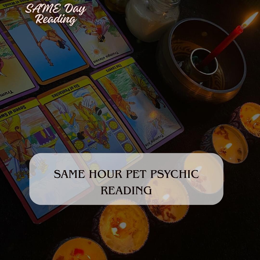 Pet Psychic Reading Same Hour | Dog & Cat Medium | Spirit Communication ...