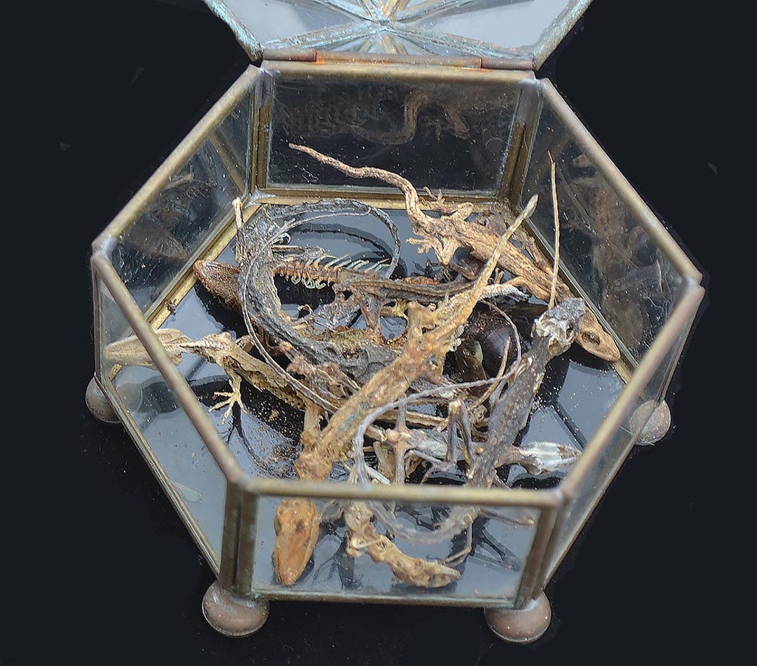 Small Glass Casket of Dried Specimens - Etsy