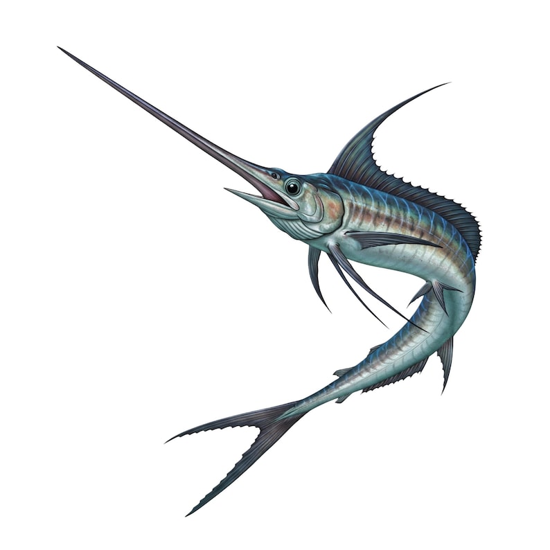 Printable Swordfish Marlin Clipart, Watercolor Swordfish, High Quality ...