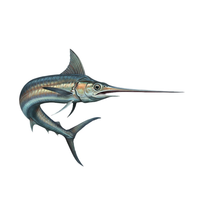 Printable Swordfish Marlin Clipart, Watercolor Swordfish, High Quality ...