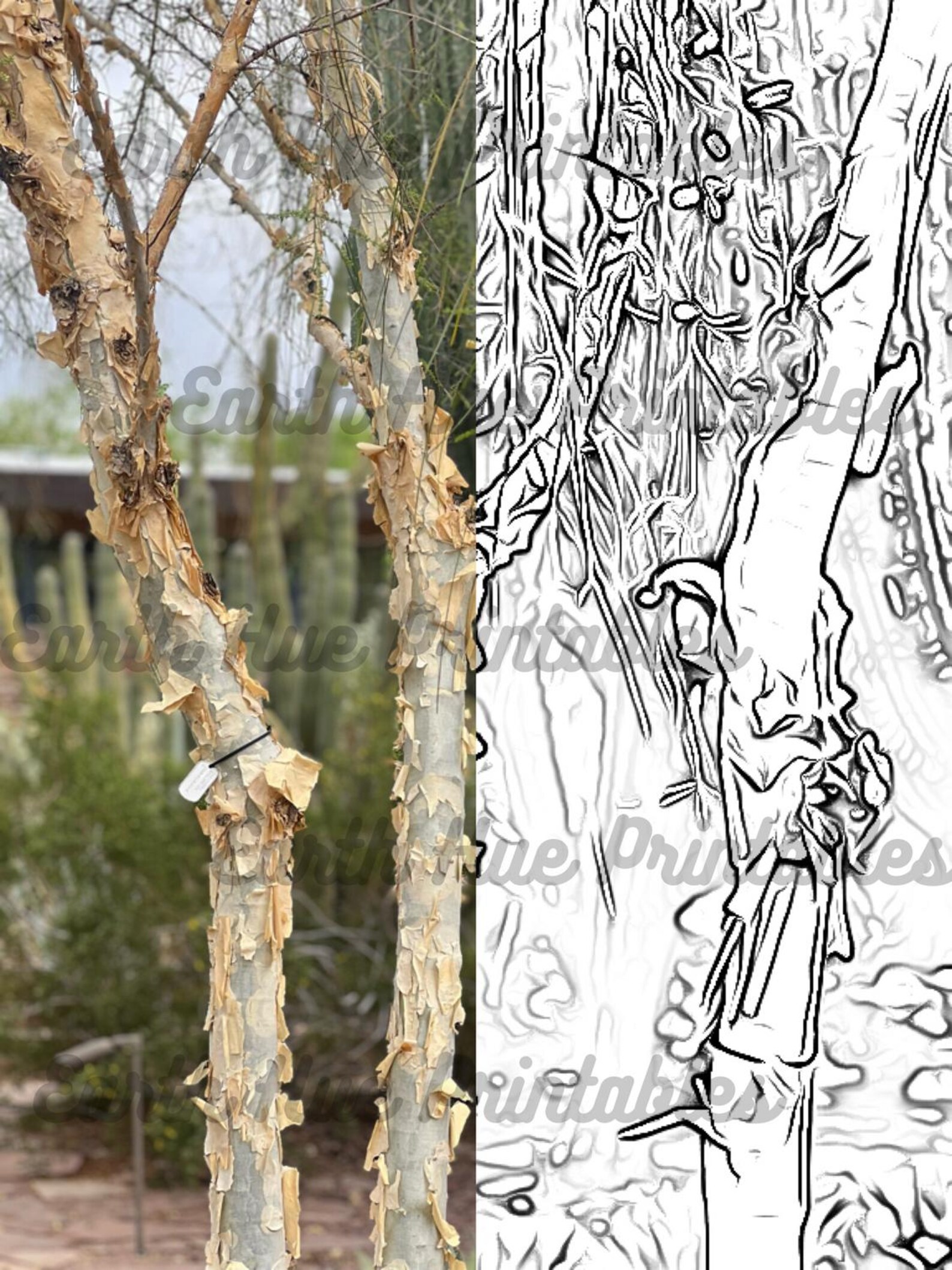 Desert Trees Coloring Sheet Bundle - Etsy