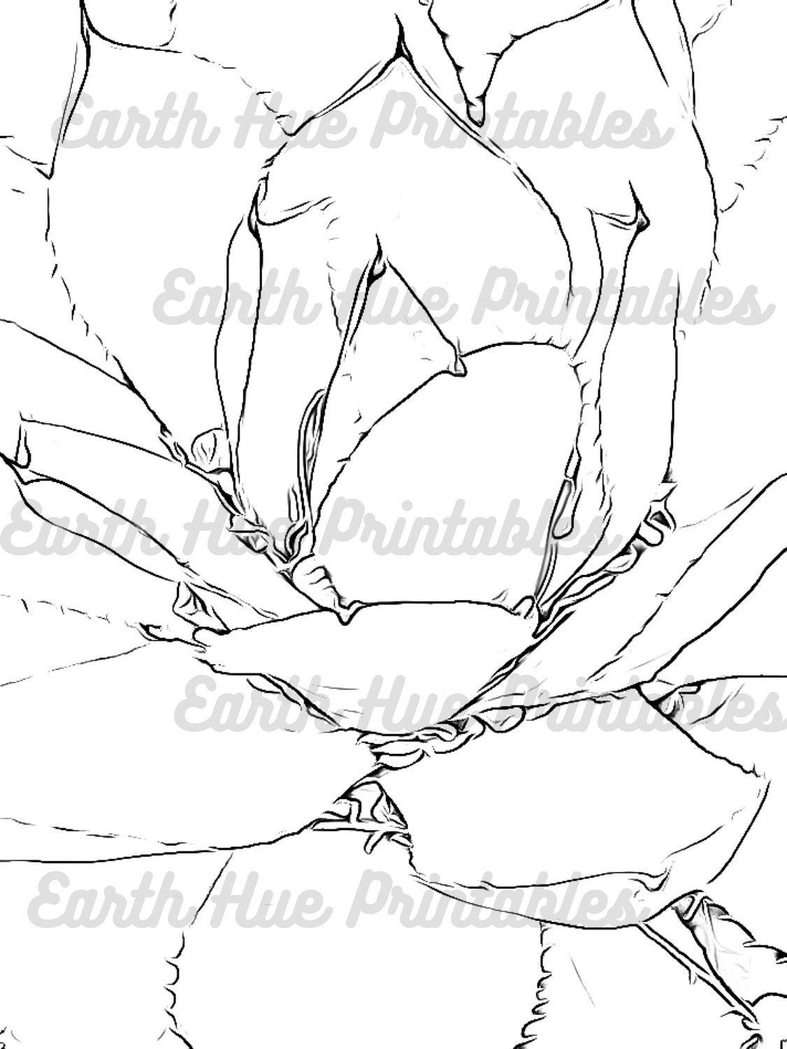 Succulent Coloring Sheet Bundle - Etsy