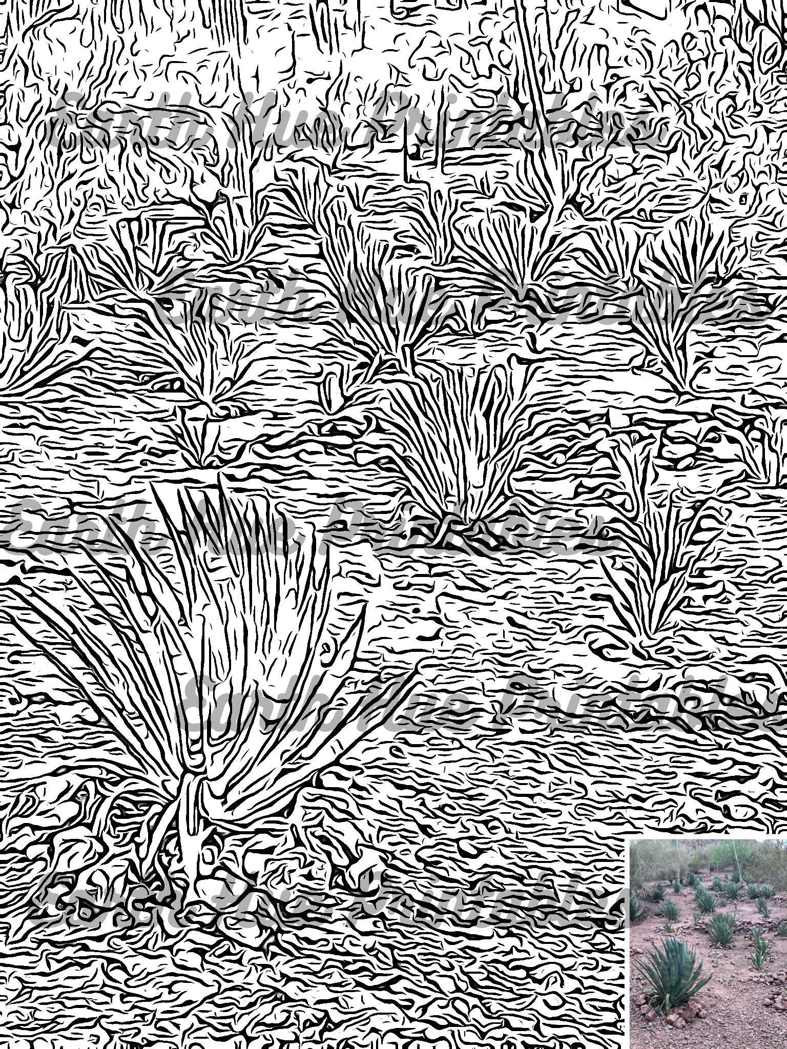Agave Field Succulent Coloring Sheet - Etsy