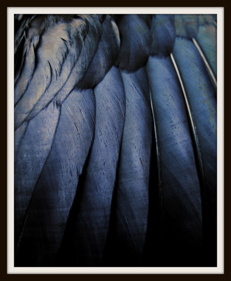 Feather Photography Dark Blue Black Crow Feathers Bird Wing | Etsy