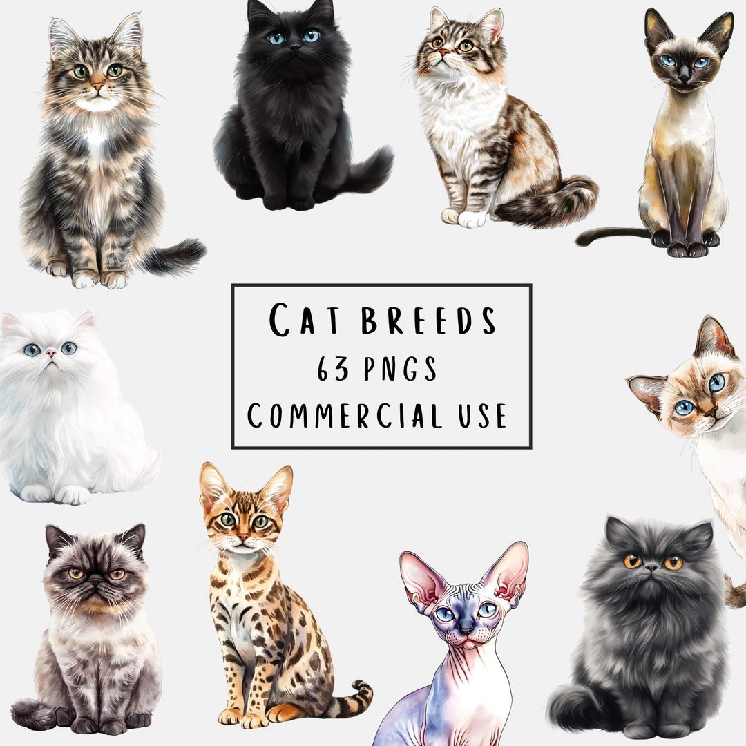 Cat Breeds Clip Art 63 PNG Transparent Background Commercial Use - Etsy