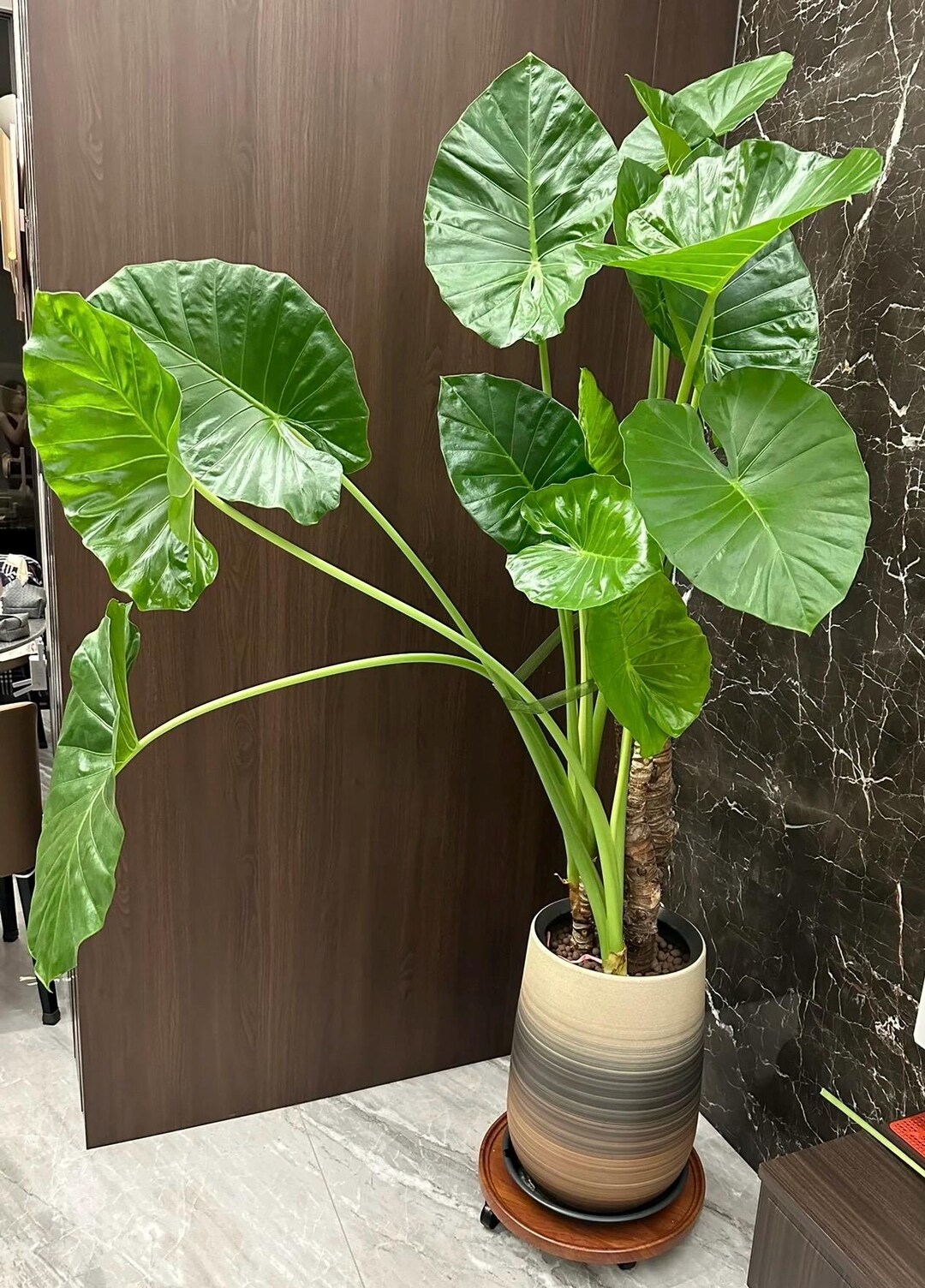 Alocasia Odora Starter Plant 4'' Pot, Elephant Ear,tropical Foliage ...