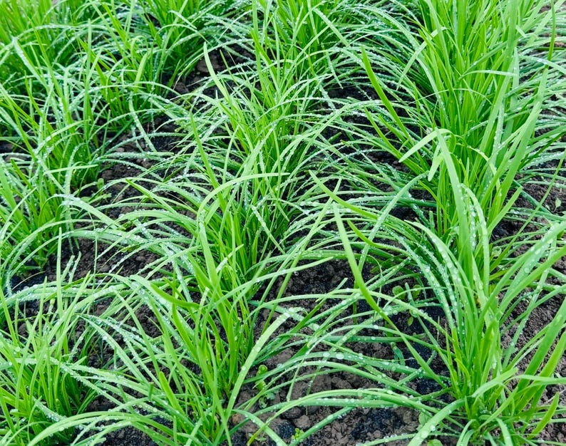 20 Bare Root Garlic Chive Plants(韭菜) Chinese Garlic Chives, Herbs ...