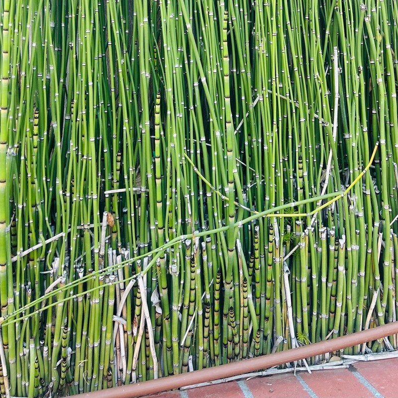 Horsetail Reed - Etsy