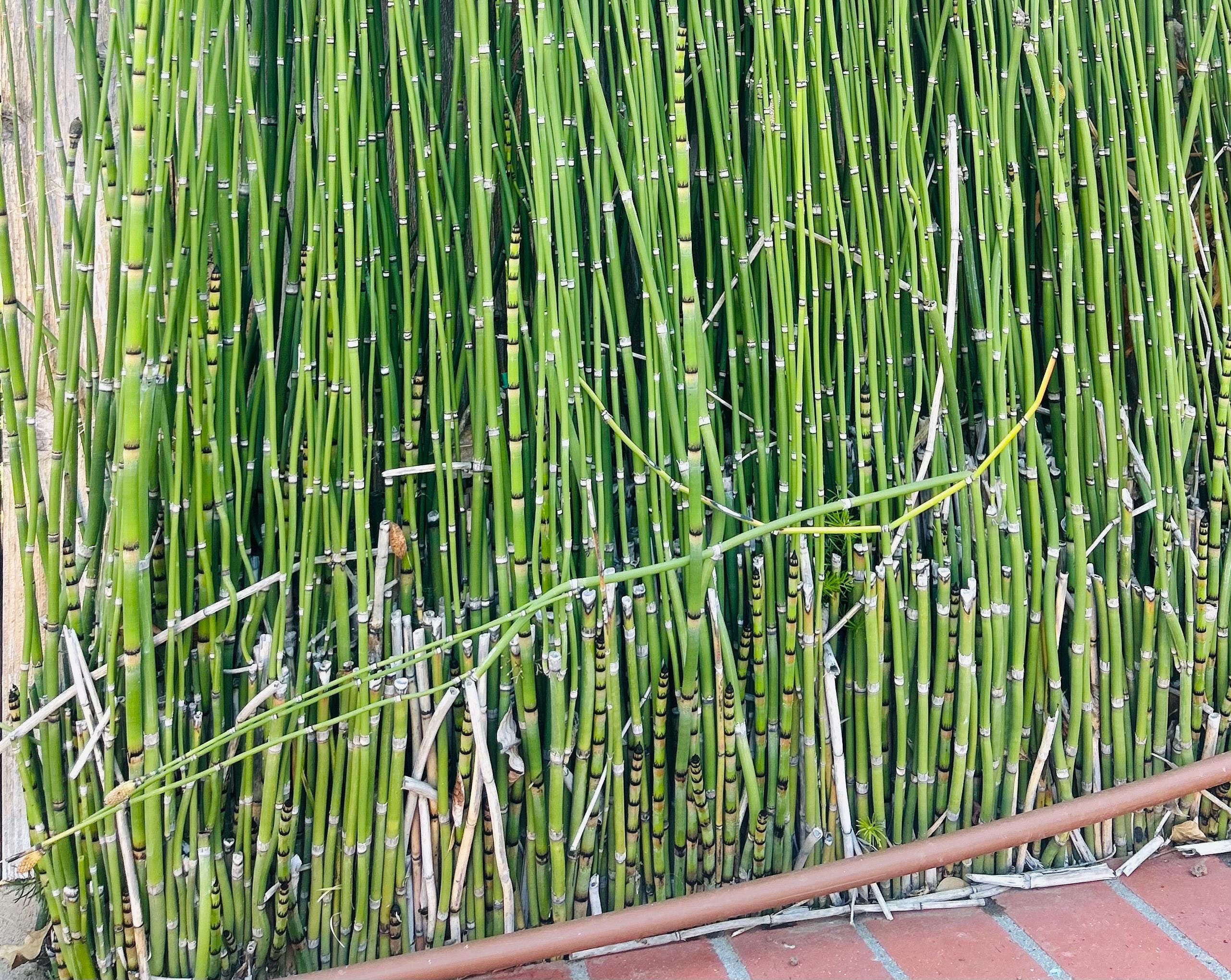 Horsetail Reed Equisetum Hyemale - Etsy