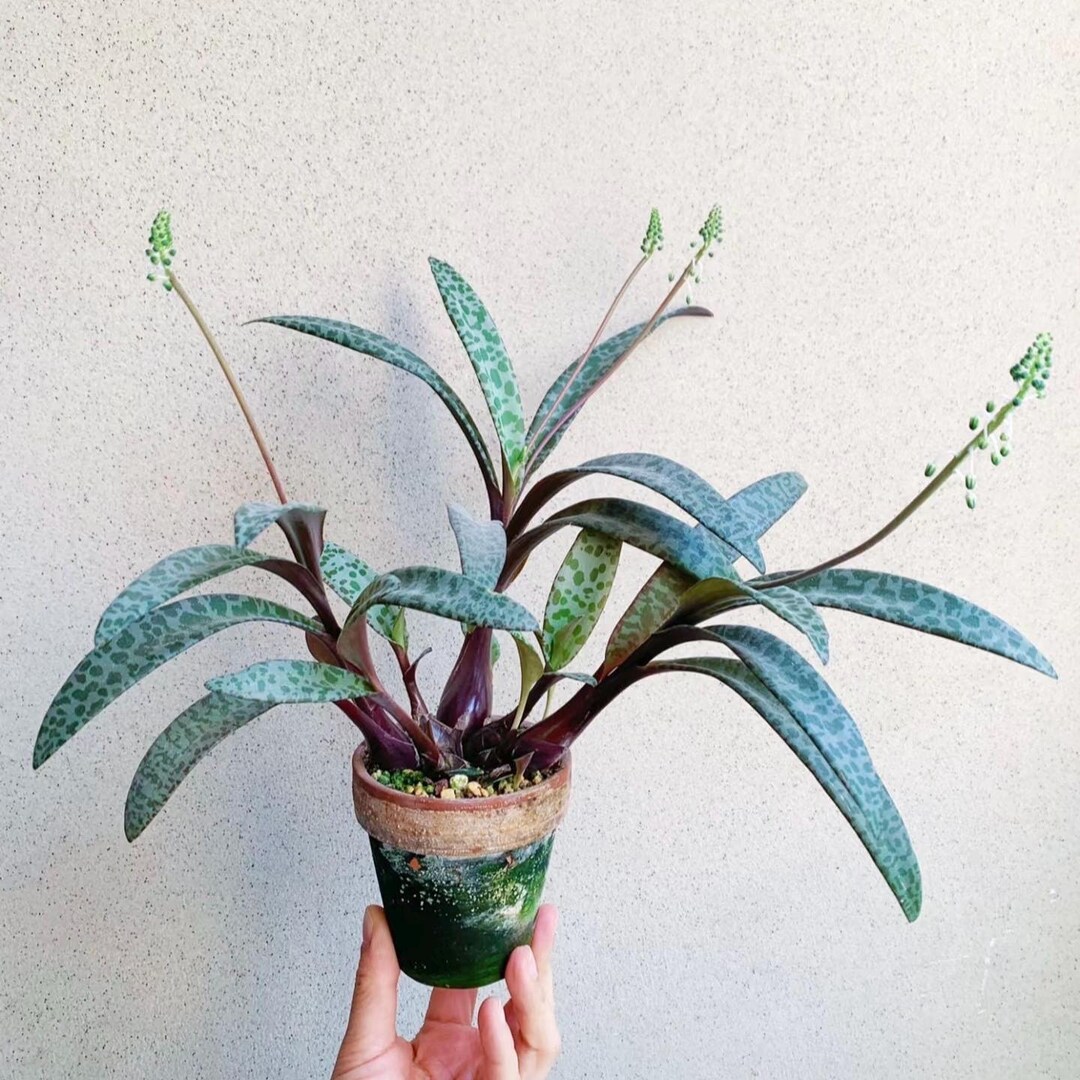 Silver Squill , Ledebouria Socialis , Live Plant - Etsy