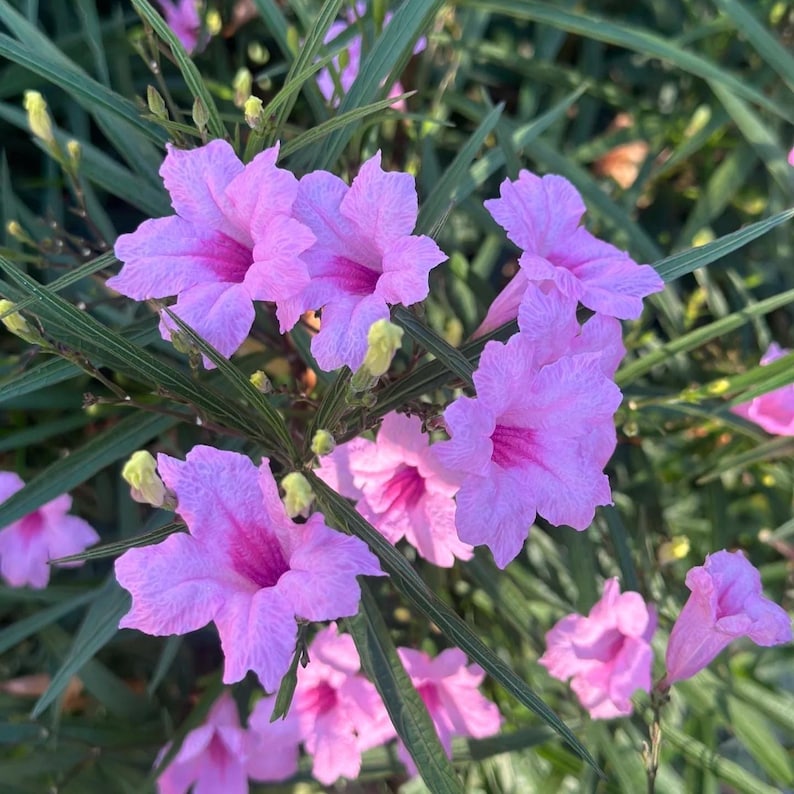 Pink Mexican Petunia Plant: Clump Ruellia Brittoniana - 6" Seedling in ...