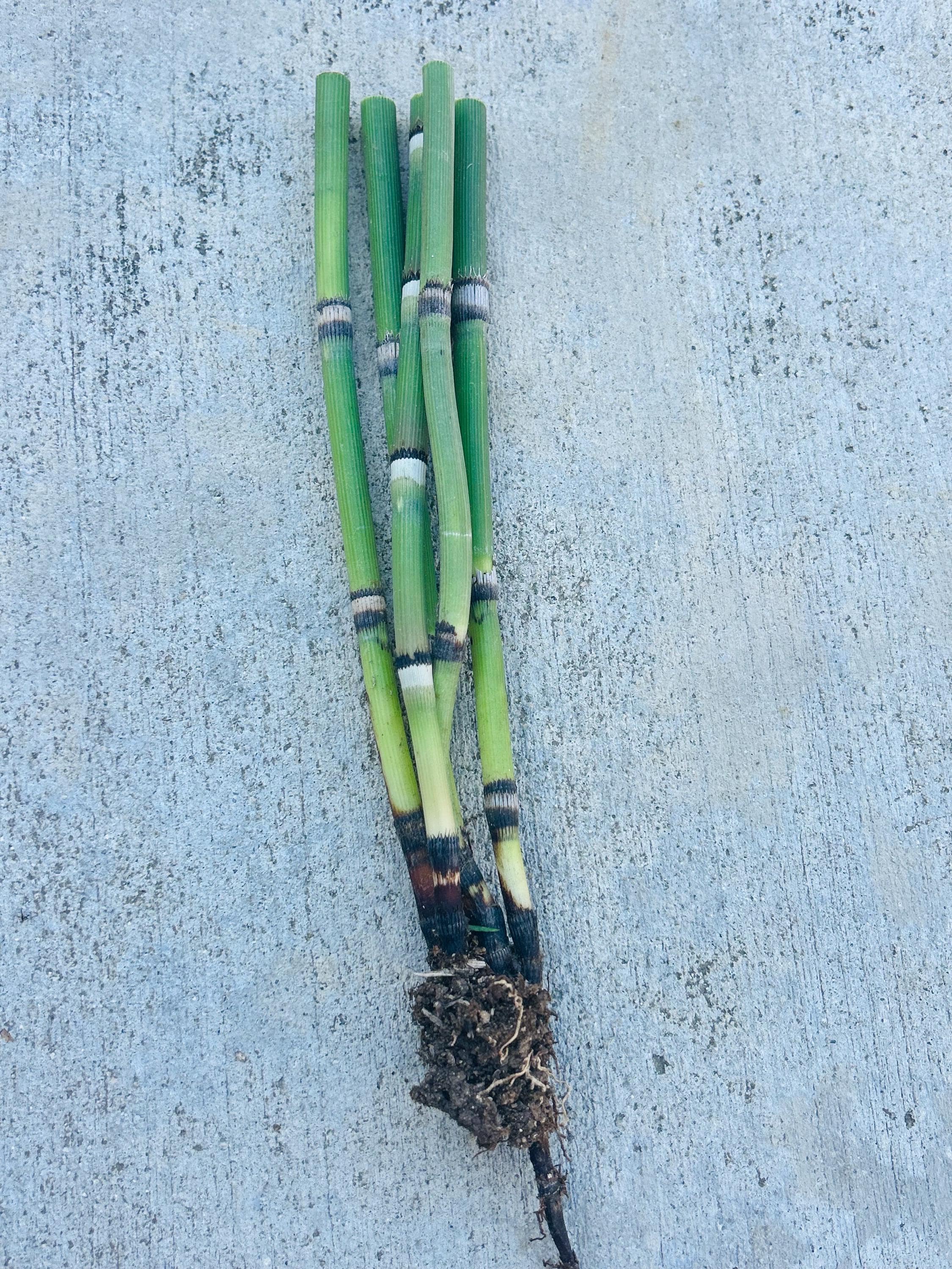 Horsetail Reed Equisetum Hyemale - Etsy