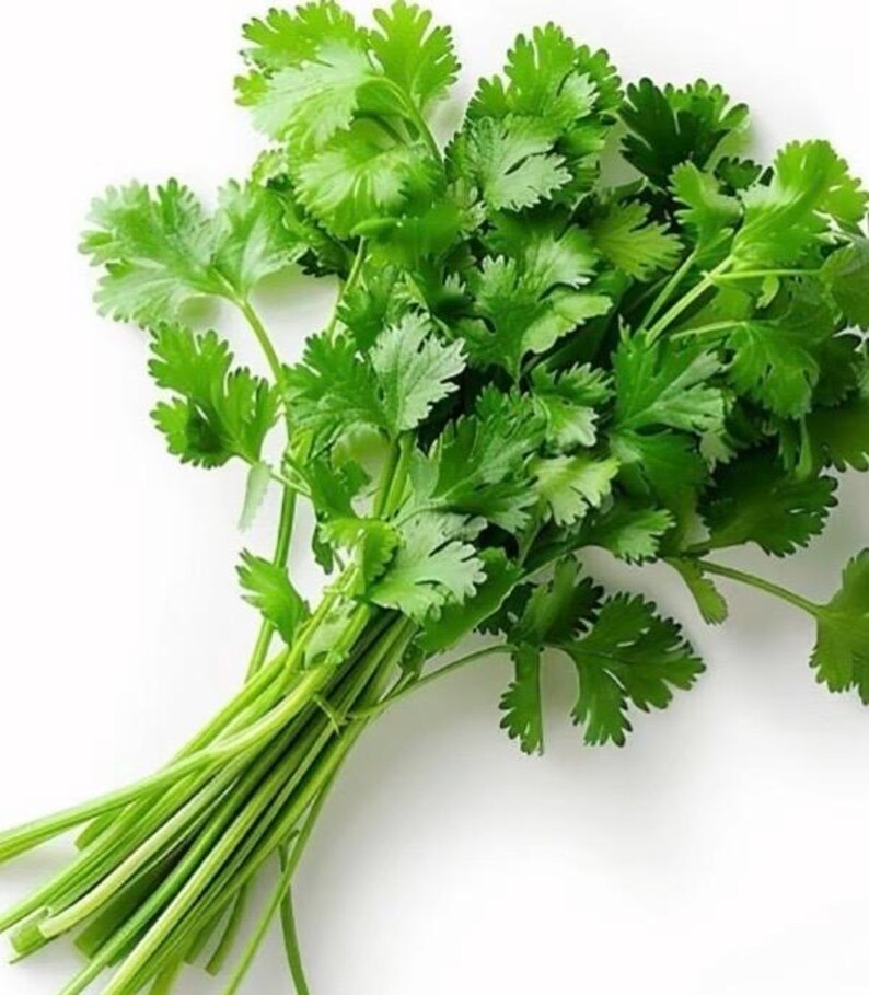 100+ Slow Bolt Cilantro Seeds – Heat-tolerant Coriander | Organic - Etsy
