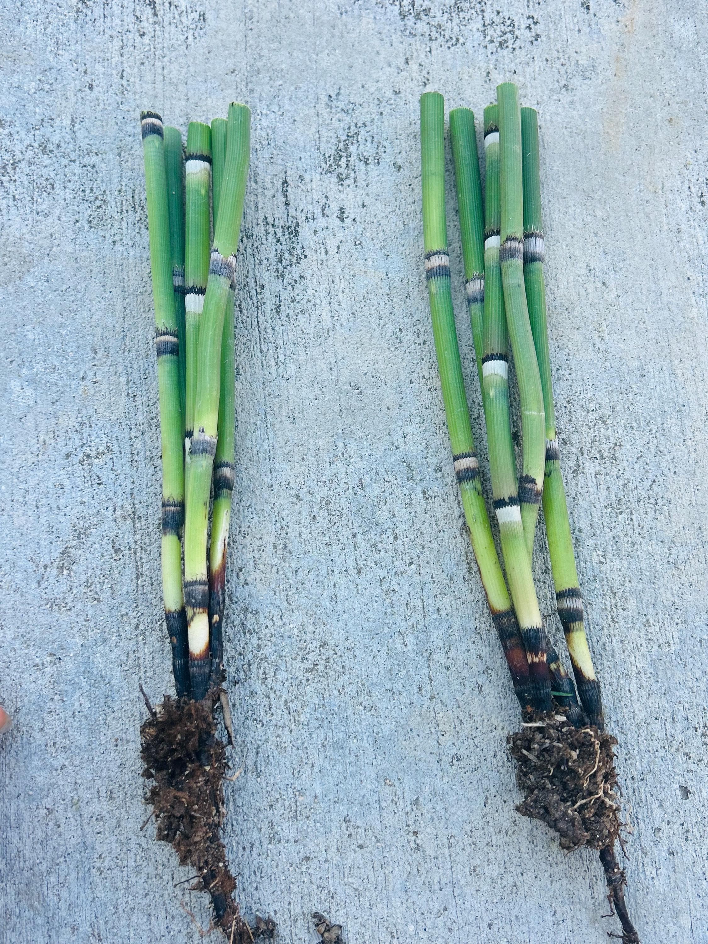 Horsetail Reed Equisetum Hyemale - Etsy