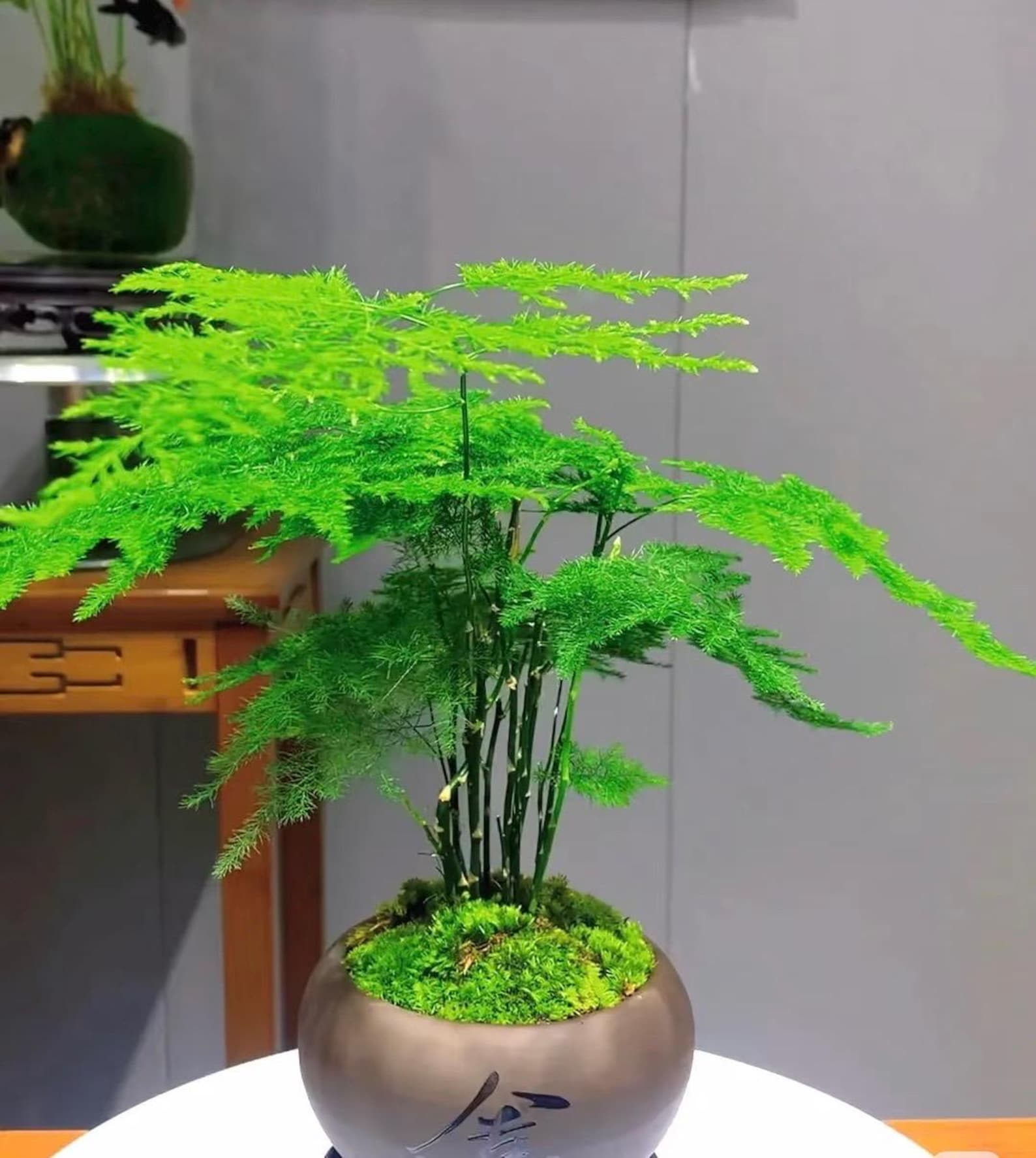 Plumosa Fern | Asparagus Fern | Asparagus Setaceus 4” Pot House Plant ...