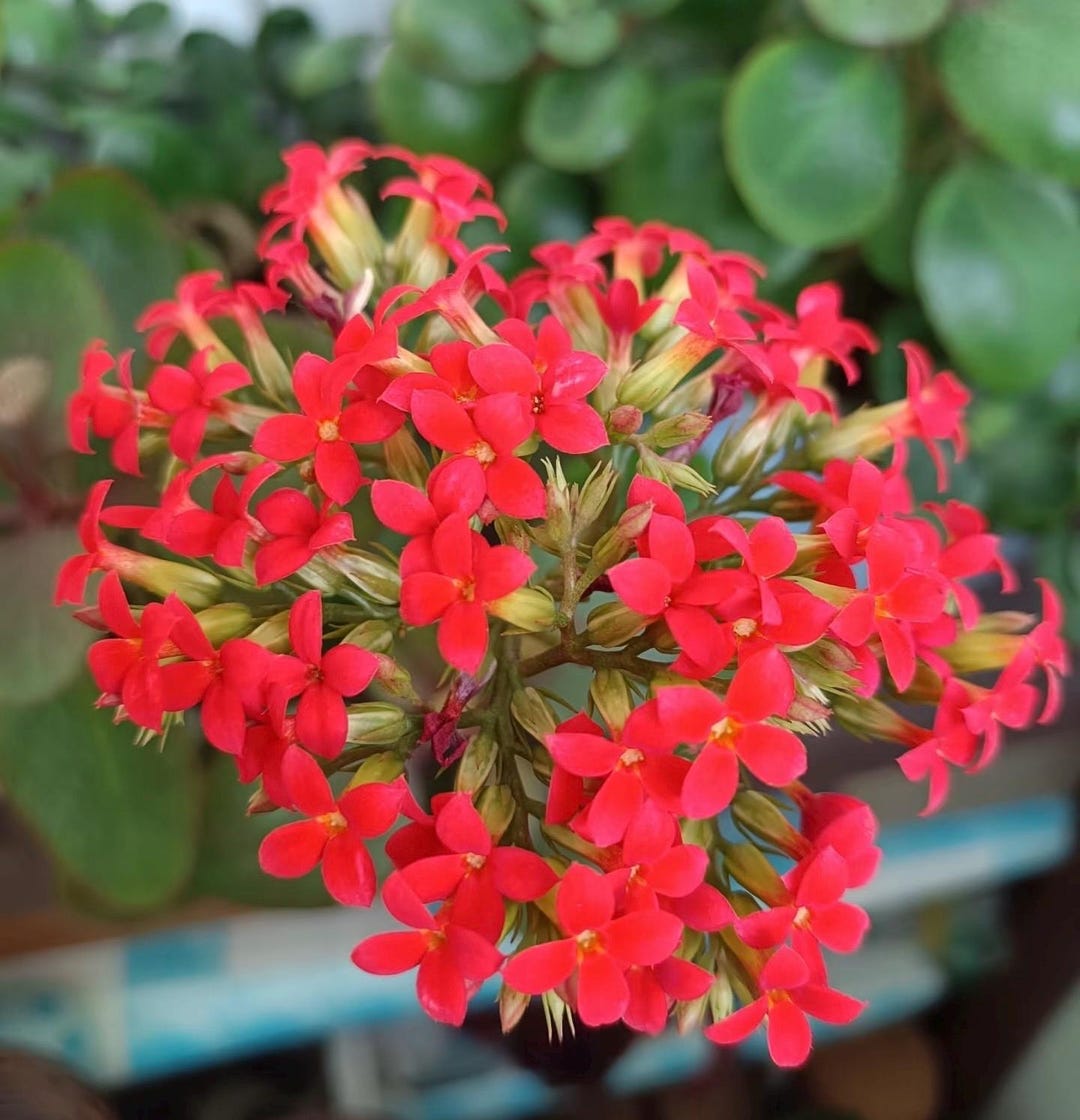 Red or Yellow Kalanchoe Calandiva: 3.5" Potted Succulent - Etsy