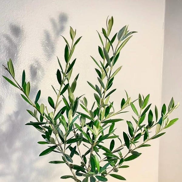 Tree Favors - Etsy