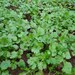 100+ Slow Bolt Cilantro Seeds – Heat-tolerant Coriander | Organic - Etsy