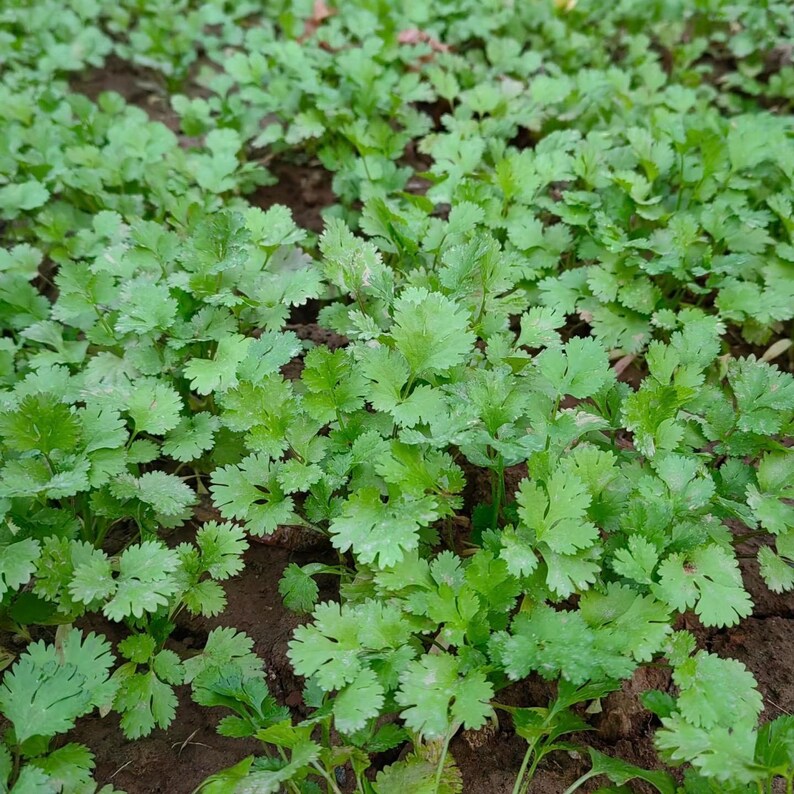 100+ Slow Bolt Cilantro Seeds – Heat-tolerant Coriander | Organic - Etsy