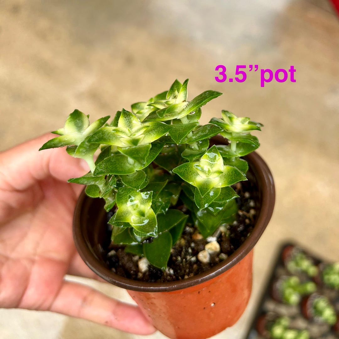 Variegated String of Buttons – Trailing Succulent | Crassula Perforata ...