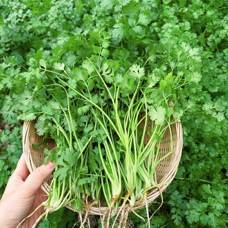 100+ Slow Bolt Cilantro Seeds – Heat-tolerant Coriander | Organic - Etsy