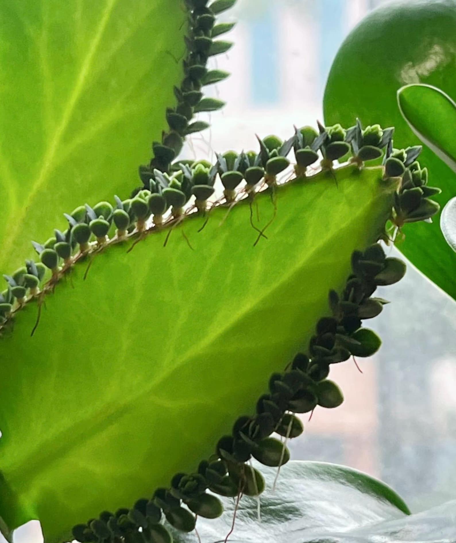 Kalanchoe Daigremontiana 'mother of Thousands' Succulent Plant - Etsy