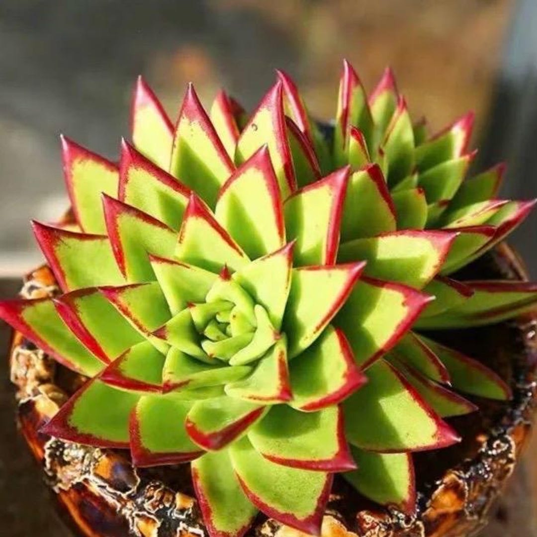 Echeveria ‘lipstick’ Succulent in 4” Pot – Rare Agavoides Form | Red ...